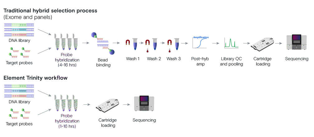Trinity Sequencing Kits | Element Biosciences