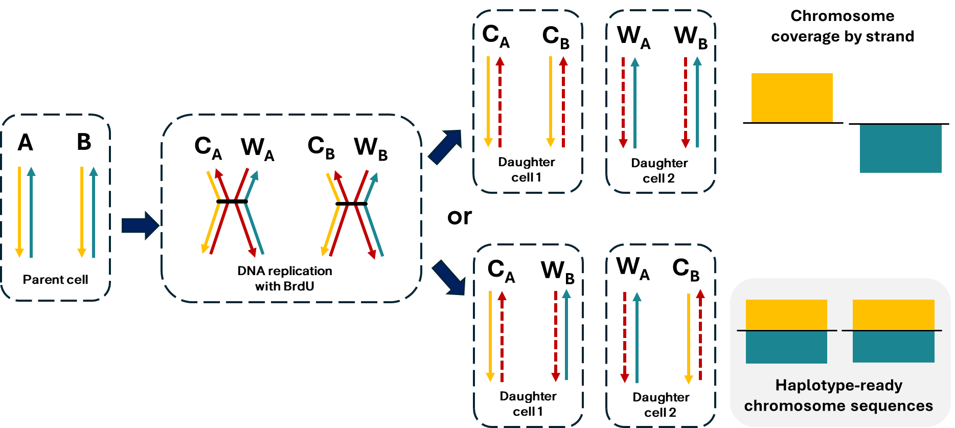 Strand-seq: A single cell sequencing technology coming into its own