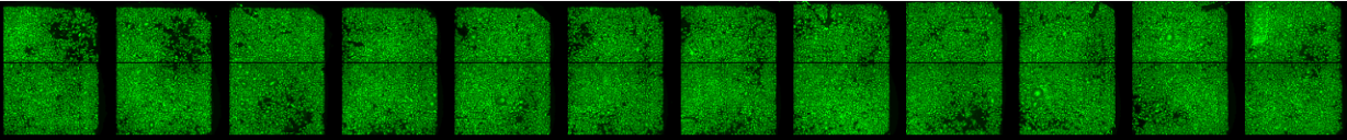 Cell Culture Recommendations for 48-well Teton Slide Kits | Element ...